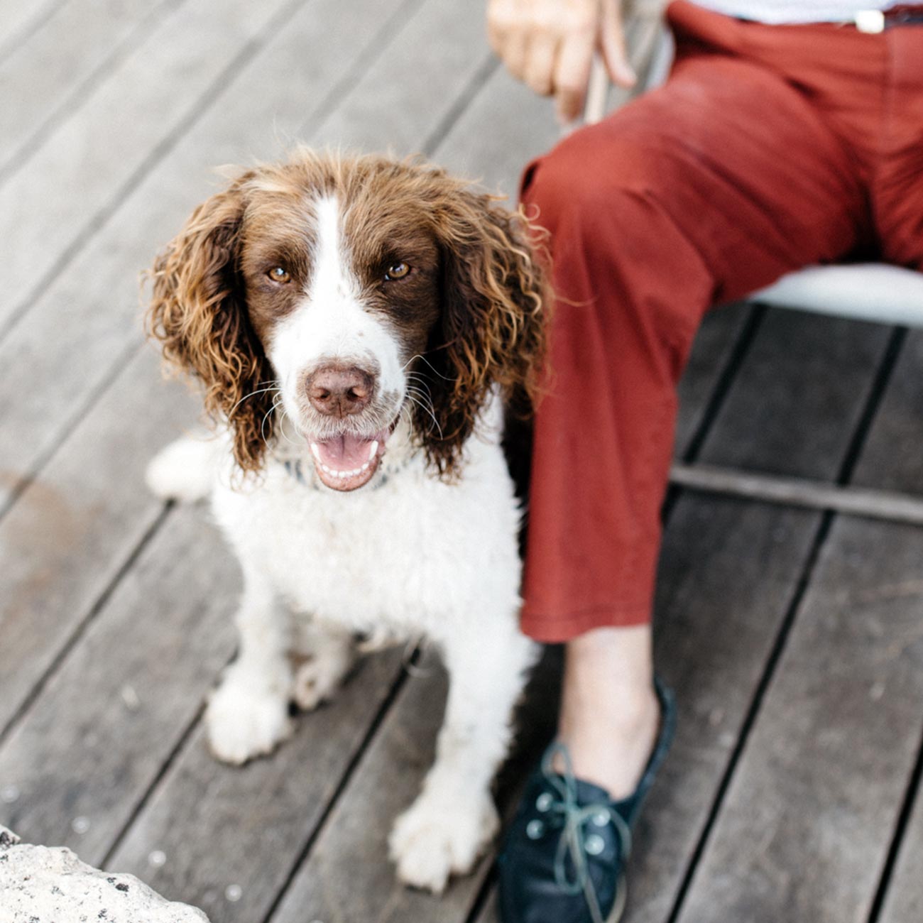 Dog breeds – Puppy Star Home